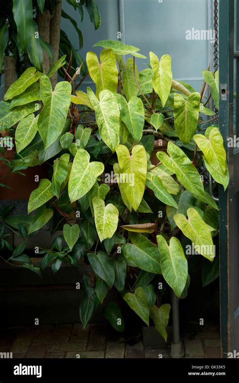Philodendron painted lady hi-res stock photography and images - Alamy