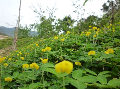 Peanut Grass ~ Pictures Hobby