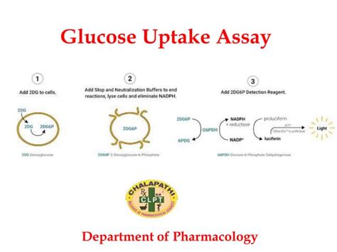 Glucose Uptake Assay Pdf