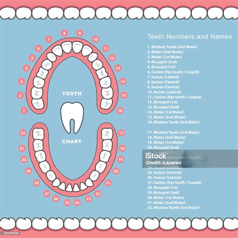 Vetores De Tooth Chart With Names Dental Infographics Teeth In Jaw E