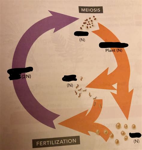 Chapter 22 Test Diagram Quizlet