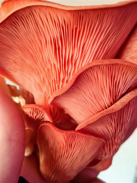 Gorgeous Pink Oyster Gills Scrolller
