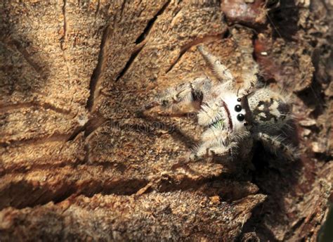 Canopy Jumping Spider Stock Image Image Of Hairy Tree 59057563