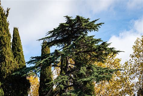 Majestic Himalayan Cedar Cedrus Deodara Surrounded By Mediterranean