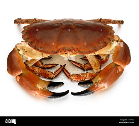 Crab Shell Texture Cut Out Stock Images And Pictures Alamy