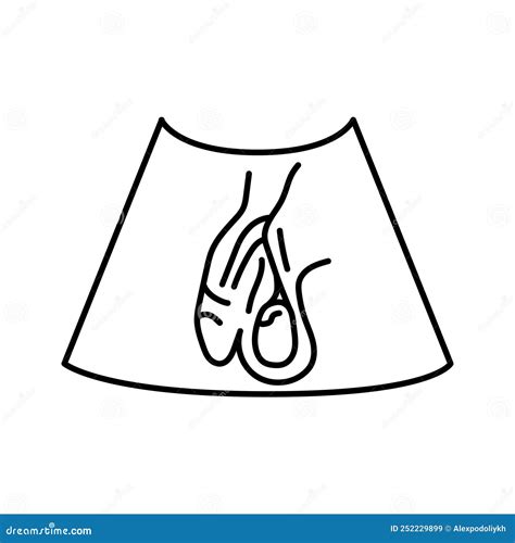 Ultrasound Male Reproductive System Color Line Illustration Stock