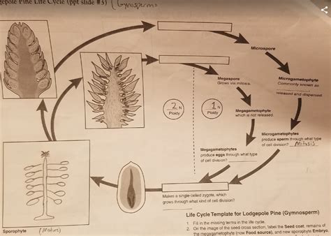 Pine Life Cycle