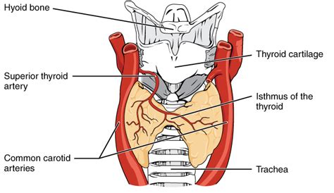 Difference Between Thymus And Thyroid Definition Structure Location
