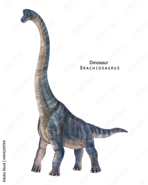 Brachiosaurus Illustration Blue Long Neck Dinosaur Stock Illustration