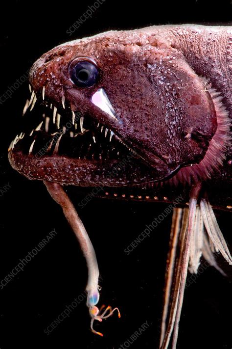 Threadfin Dragonfish Stock Image C0338604 Science Photo Library