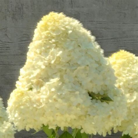 Plantsnap Identify Plants Trees Mushrooms With An App