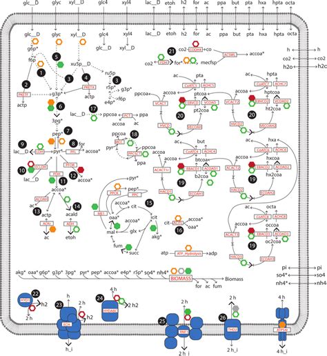 Summary Of Metabolic Networks In Ifermcell215 Metabolites With An Download Scientific Diagram