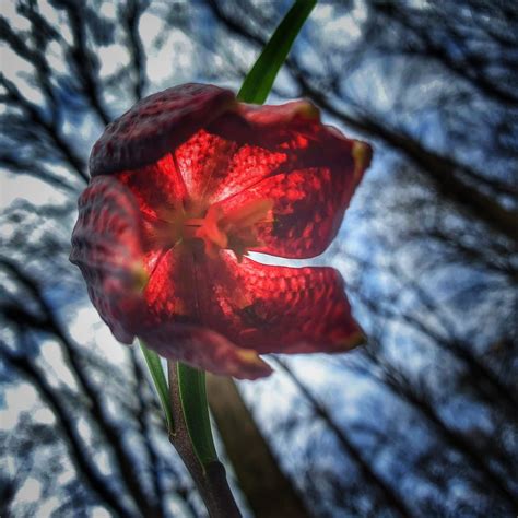 Laleau Pestrita Pe Unde Ma Duc Pasii