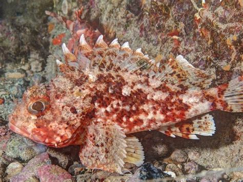 Pin On Planet Earth Underwater 1049127 N23