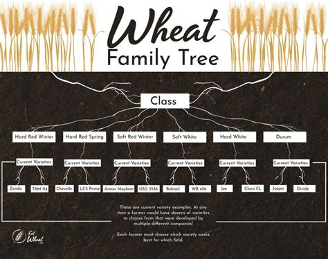 Discover The Different Types Of Wheat And Their Uses