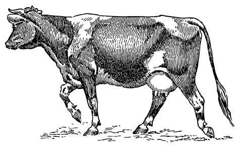 Dairy Cow Sketch At Explore Collection Of Dairy