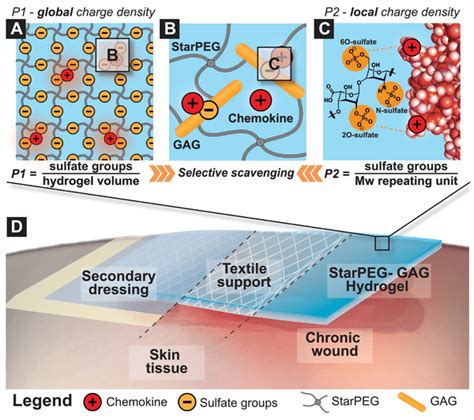 The Binding Affinity Of The Hydrogel Polymer Network For Download