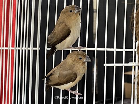 African Silverbill Finch For Sale