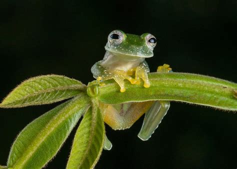 600 000 ảnh đẹp Nhất Về Ếch Con · Tải Xuống Miễn Phí 100 · Ảnh Có Sẵn