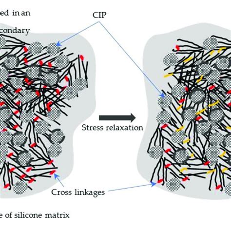 Schematic Representation Of Cips Cross Linkages And The Matrix Download Scientific Diagram