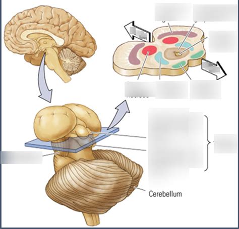 Diagram Of Tegmentum Diagram Quizlet