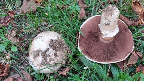 Agaricus Bitorquis Mestni Kukmak