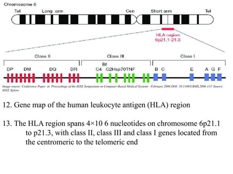 Mhc Structure And Function Pptx