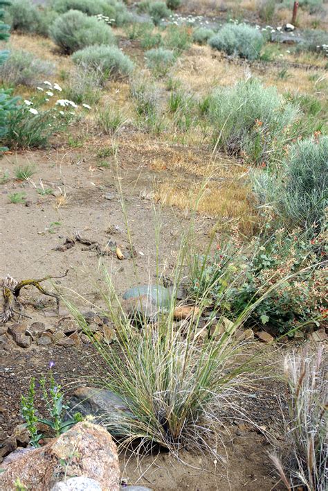 Needle And Thread Grass Cbcd