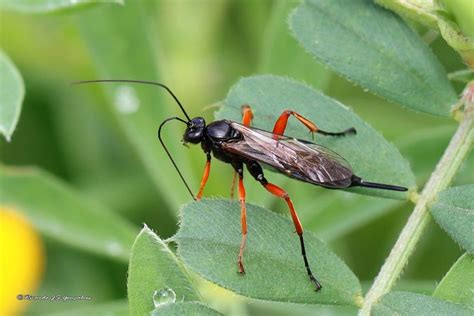 Pimpla Rufipes
