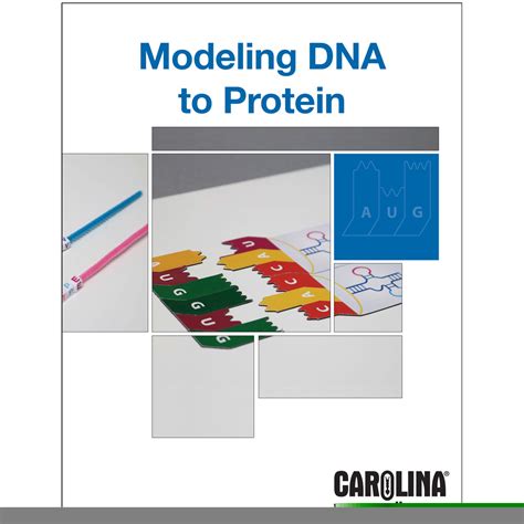 Modeling Dna To Protein Digital Resources Carolina Biological Supply