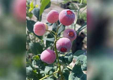 Oppy Gandm Farms To Introduce New Berries