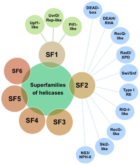 Helicases At Work The Importance Of Nucleic Acids Unwinding Under Cold