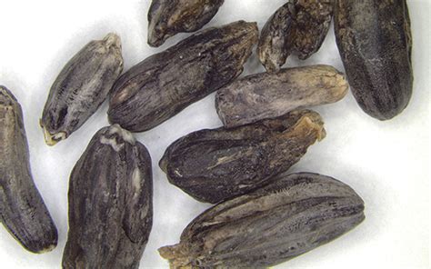 Investigating Trends In Ergot In Canadian Cereal Crops