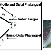 Proposed grasp model showing grasp aperture β as dictated by distance Download Scientific