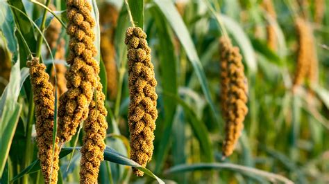 A Formulators Guide To Millet Seed Extract For Hair Growth