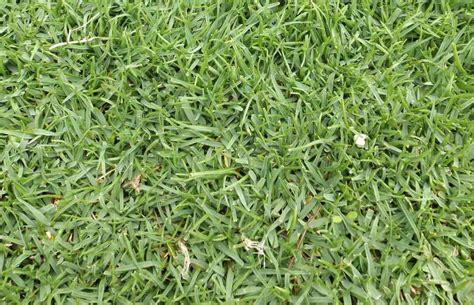 Pros And Cons Of Creeping Bentgrass