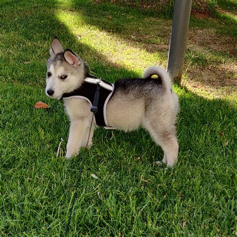 Why Do Huskies Have Curly Tails
