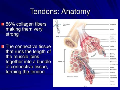 Ppt Connective Tissue Hkin 473 Powerpoint Presentation Free Download