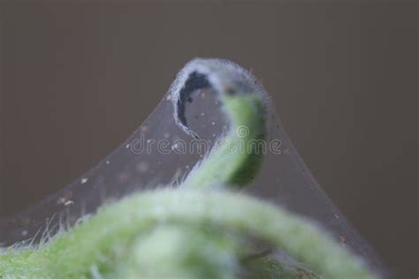 Aphids Destroy Green Plant Cobwebs And Many Insect Pests Stock Image