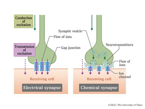 Electrical Synapse Gap Junction