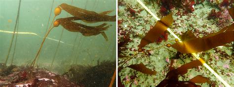Monitoring Restoration And Research Of Kelp And Other Marine Algae