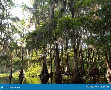 Forest Of Bald Cypress Trees In A Louisiana Swamp Stock Image Image