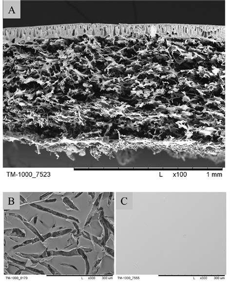 Figure 3 From Polyethersulfone Polymer For Biomedical Applications And