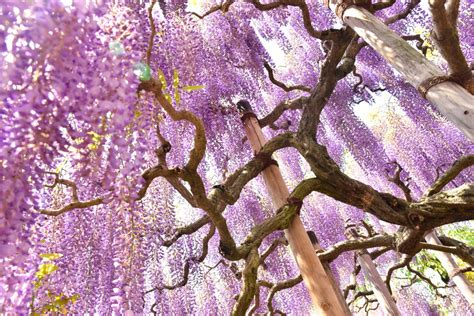 14 Types Of Wisteria Color Simplicable