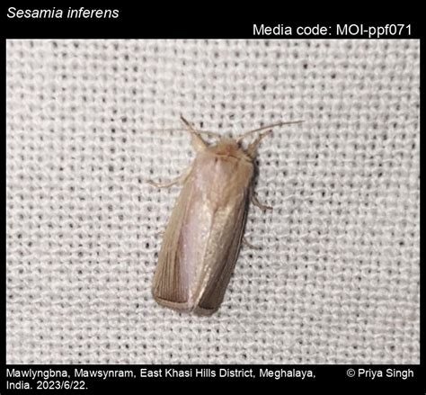 Sesamia Inferens Walker 1856 Moths