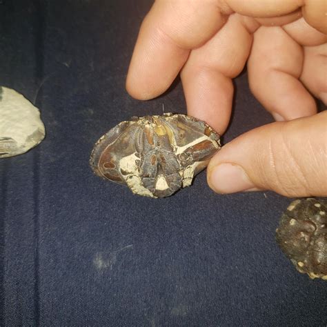 Fossilized Crab R Fossils