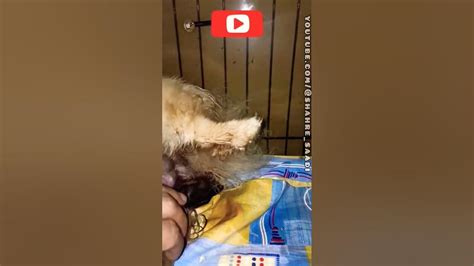زایمان سگ پامر به صورت دست تنهایی Pomeranian Youtube