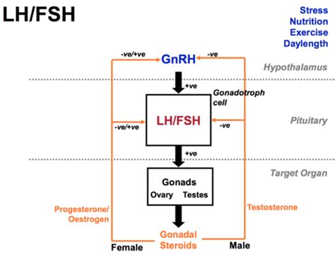 Review Of Reproductive Physiology Flashcards Quizlet