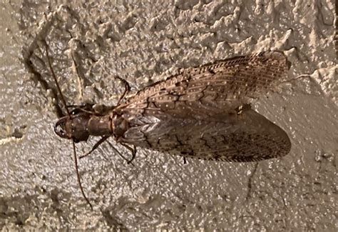 Dobsonfly Bite Anatomy Symptoms And Treatment Whats That Bug