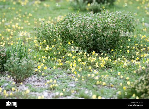Grassland Vegetation At Etosha National Park Located In Namibia